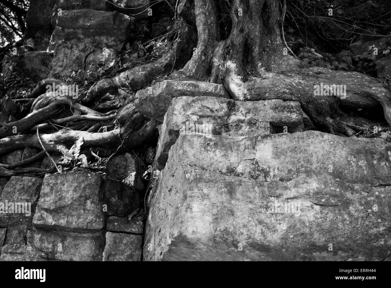 Tree roots growing through a limestone wall, Illam Hall, Ilam ...