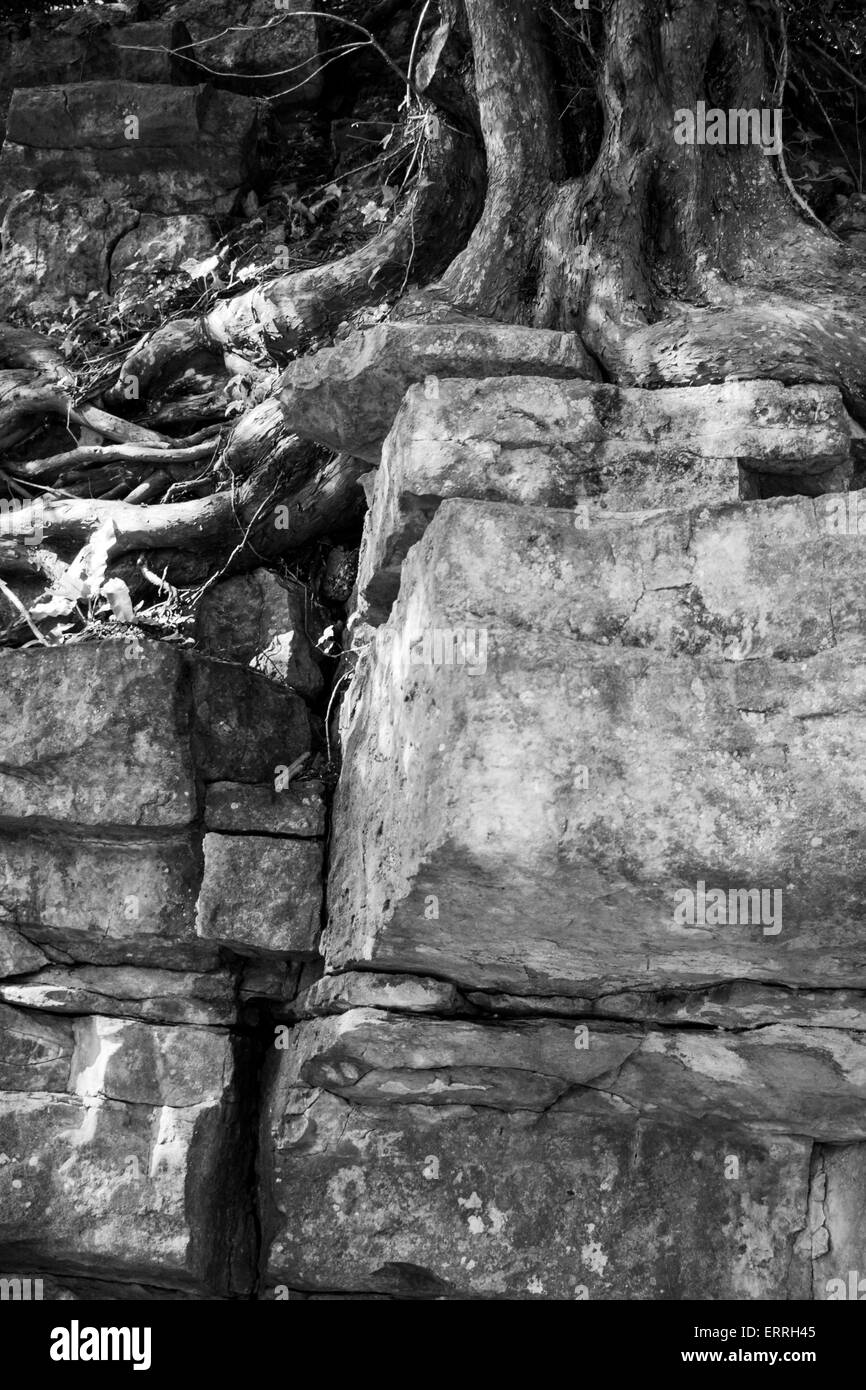 Tree roots growing through rock hi-res stock photography and images - Alamy