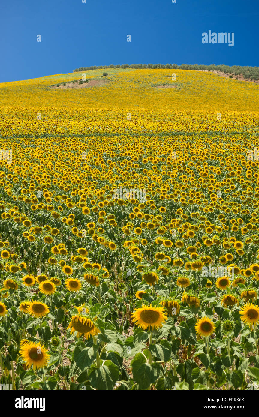 Large sunflower plantation under a warm spring sun Stock Photo - Alamy