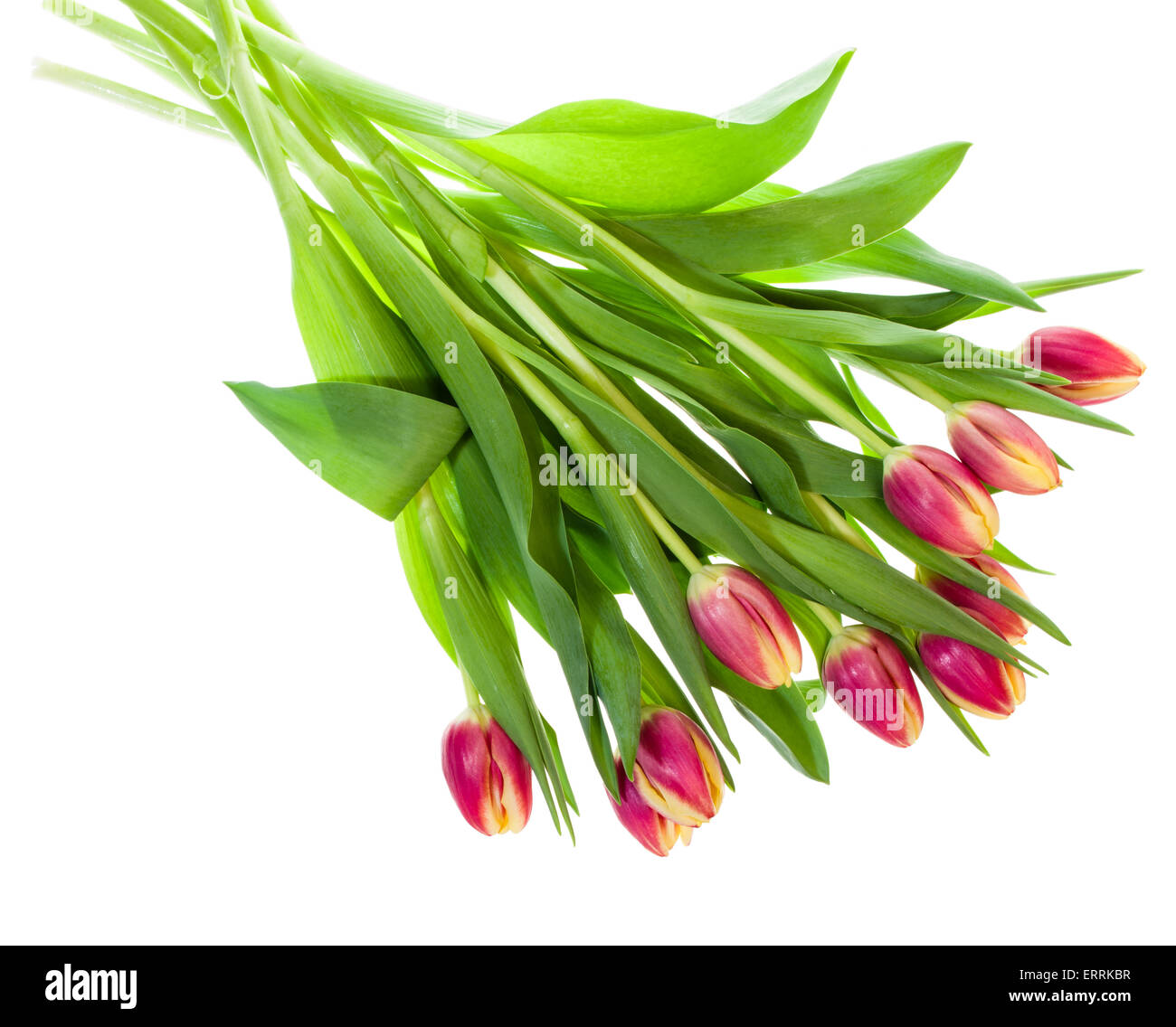 Bunch cut pink tulip Cut Out Stock Images & Pictures - Alamy