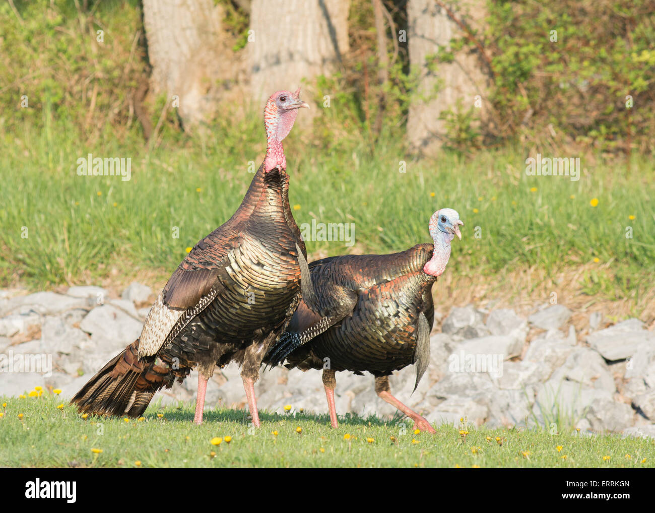 Wild turkey strutting for a mate in the spring mating season Stock ...