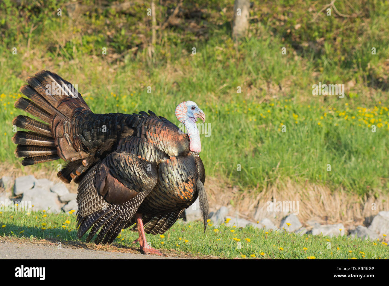 Strutting jake hi-res stock photography and images - Alamy
