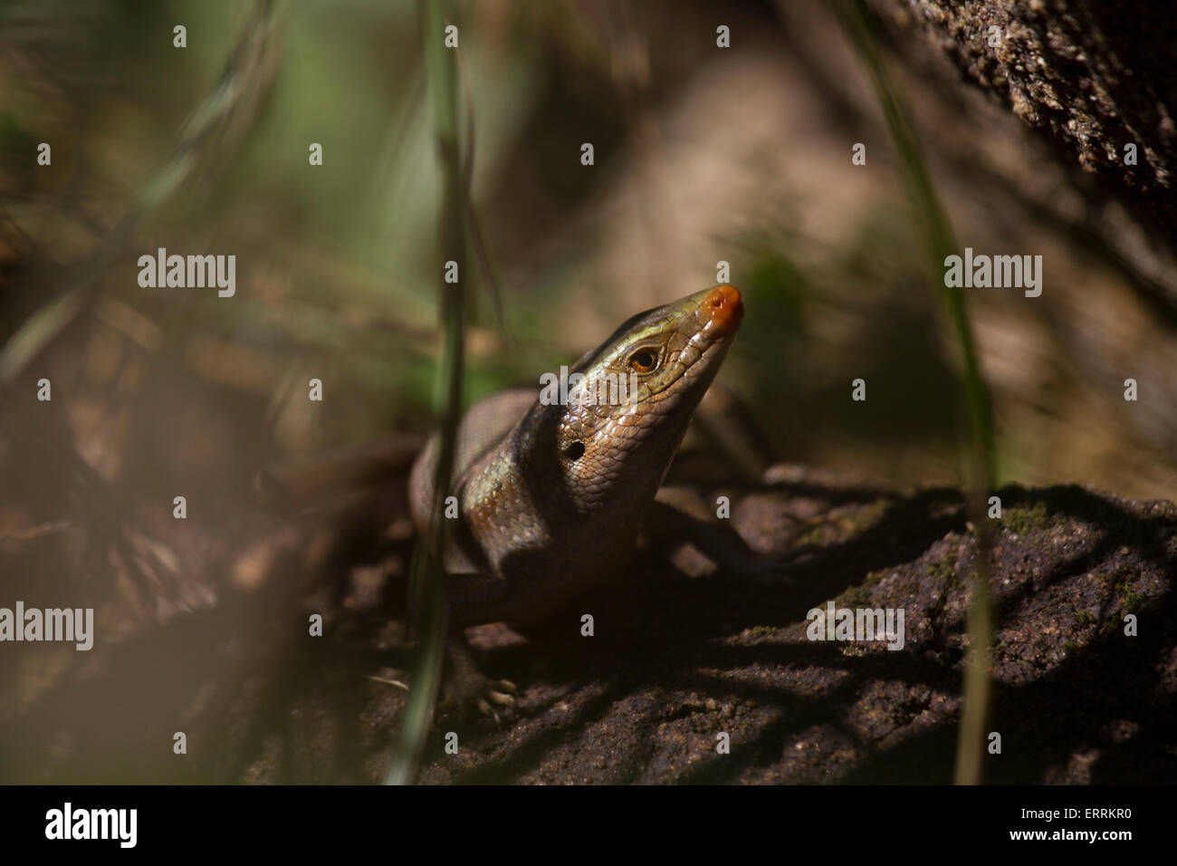 Variable Skink resting on rock, elevated view Stock Photo - Alamy