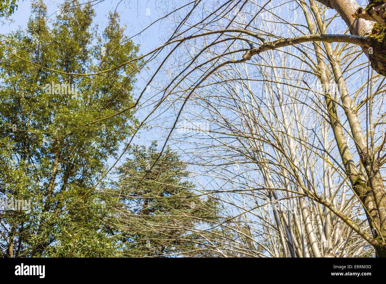 Branches crossing each others in several intersection while blue sky on ...