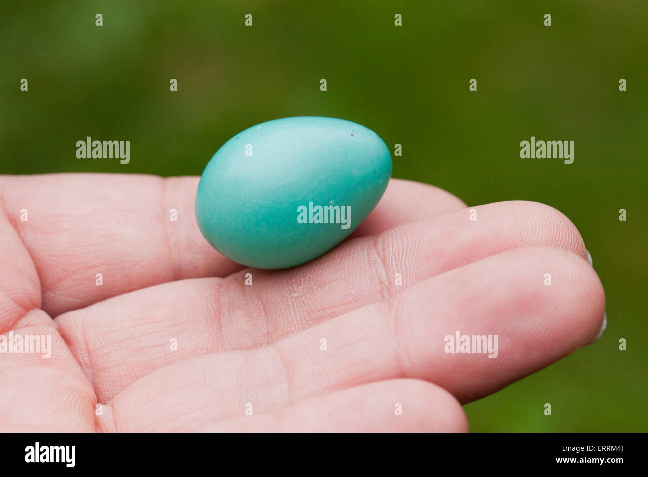 Man holding American Robin (Turdus migratorius) egg in hand - USA Stock ...