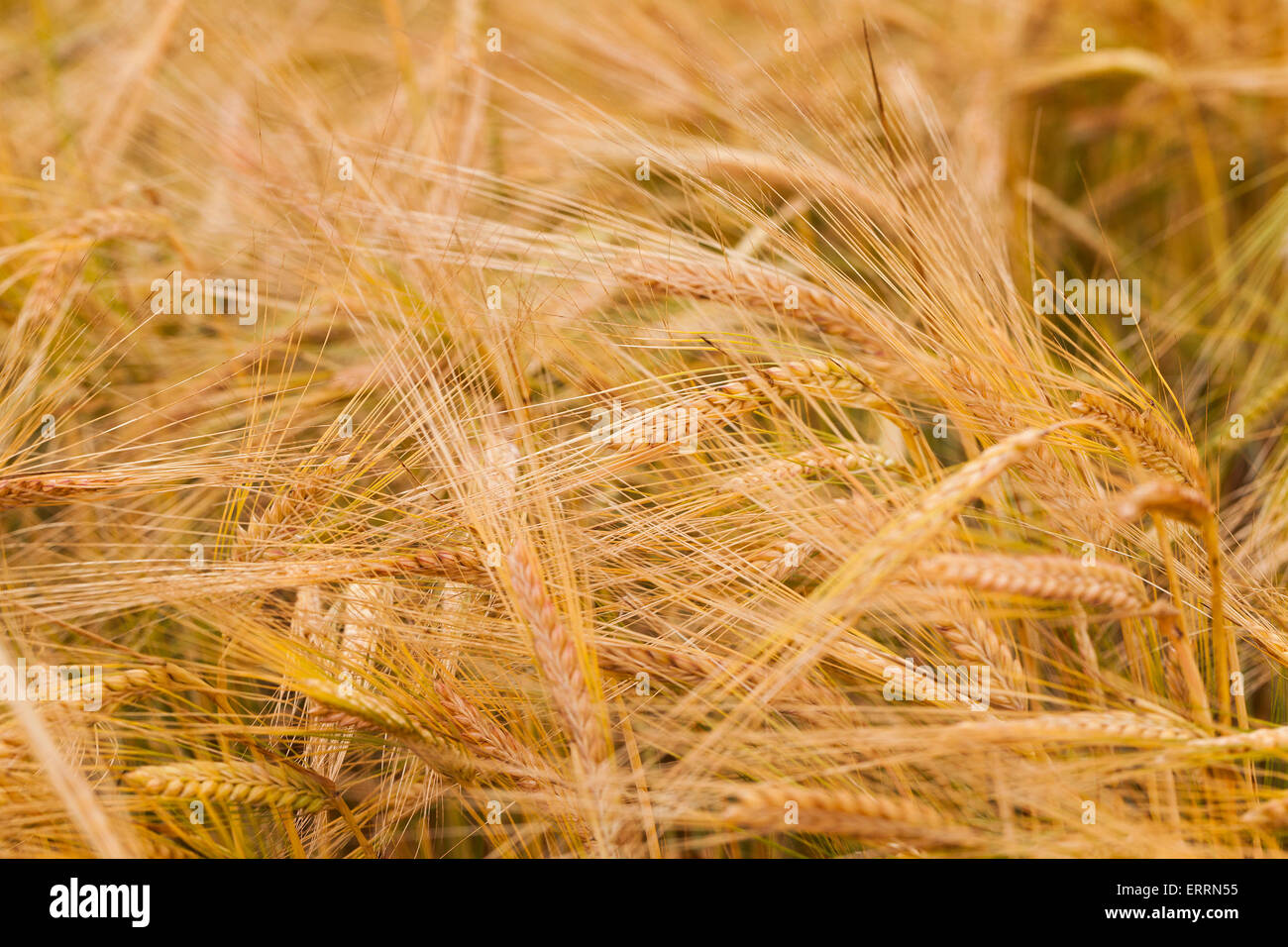 Ripened corn cob hi-res stock photography and images - Alamy