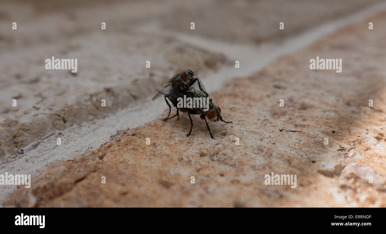 Small Grey Flesh Fly II - Amobia sp Stock Photo - Alamy