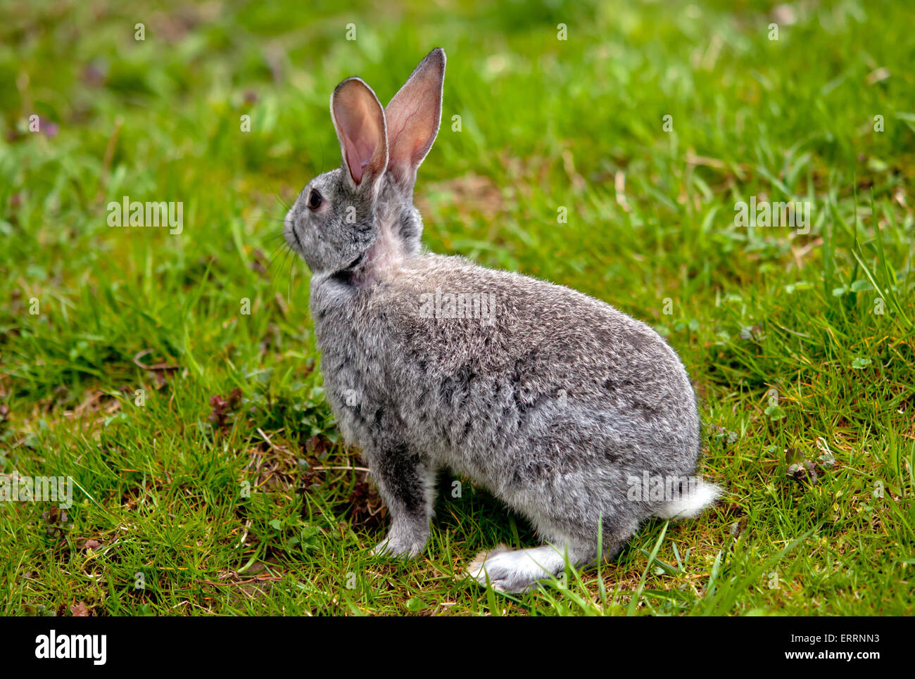 little rabbit is on a pasture Stock Photo - Alamy