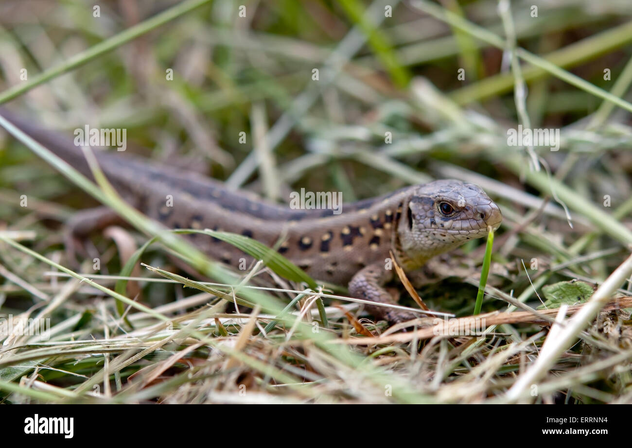Outdoor lizard hi-res stock photography and images - Alamy