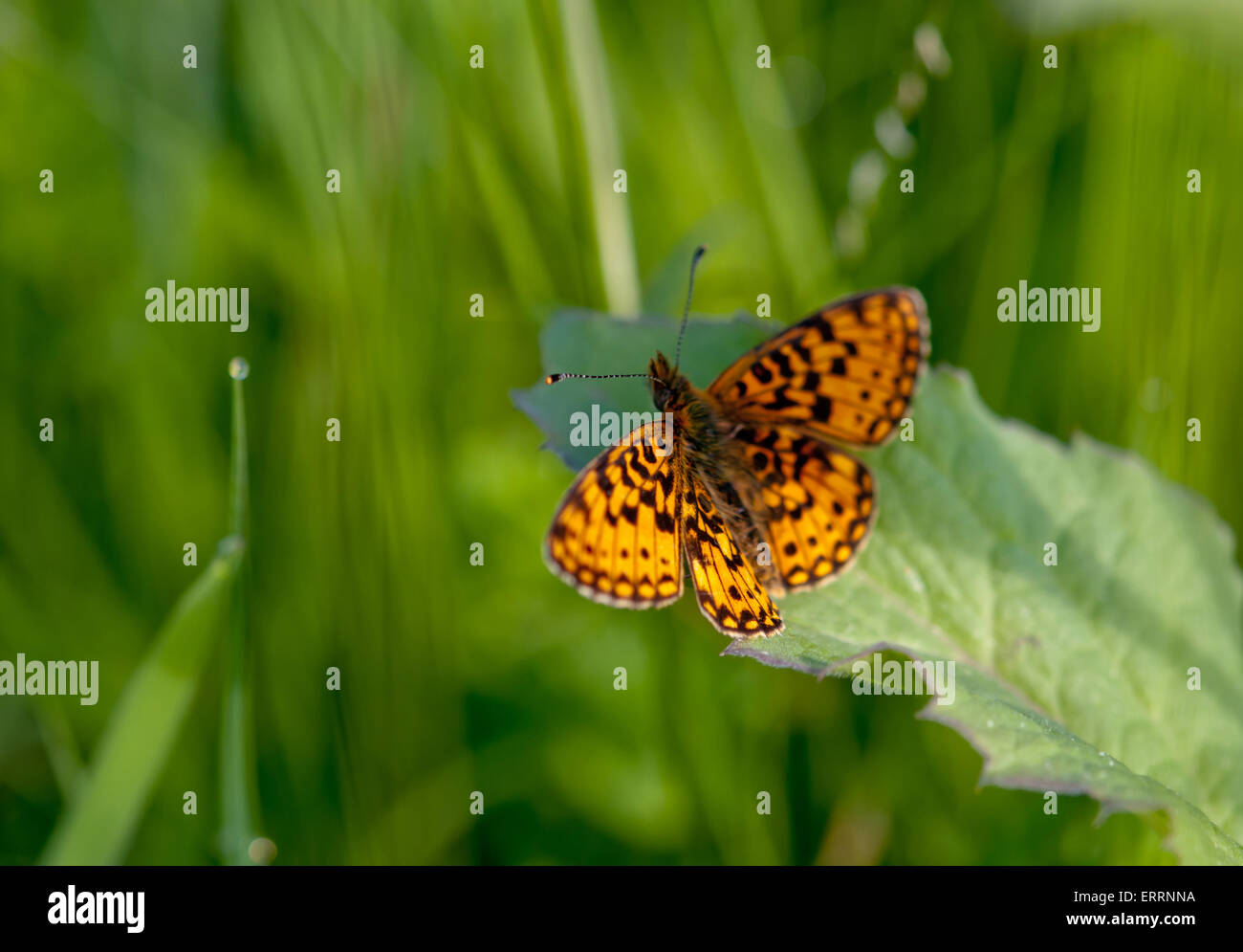small orange butterfly on fresh green grass background Stock Photo - Alamy
