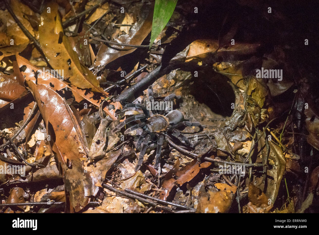 Borneo black tarantula outside its burrow on rainforest floor in Kutai ...