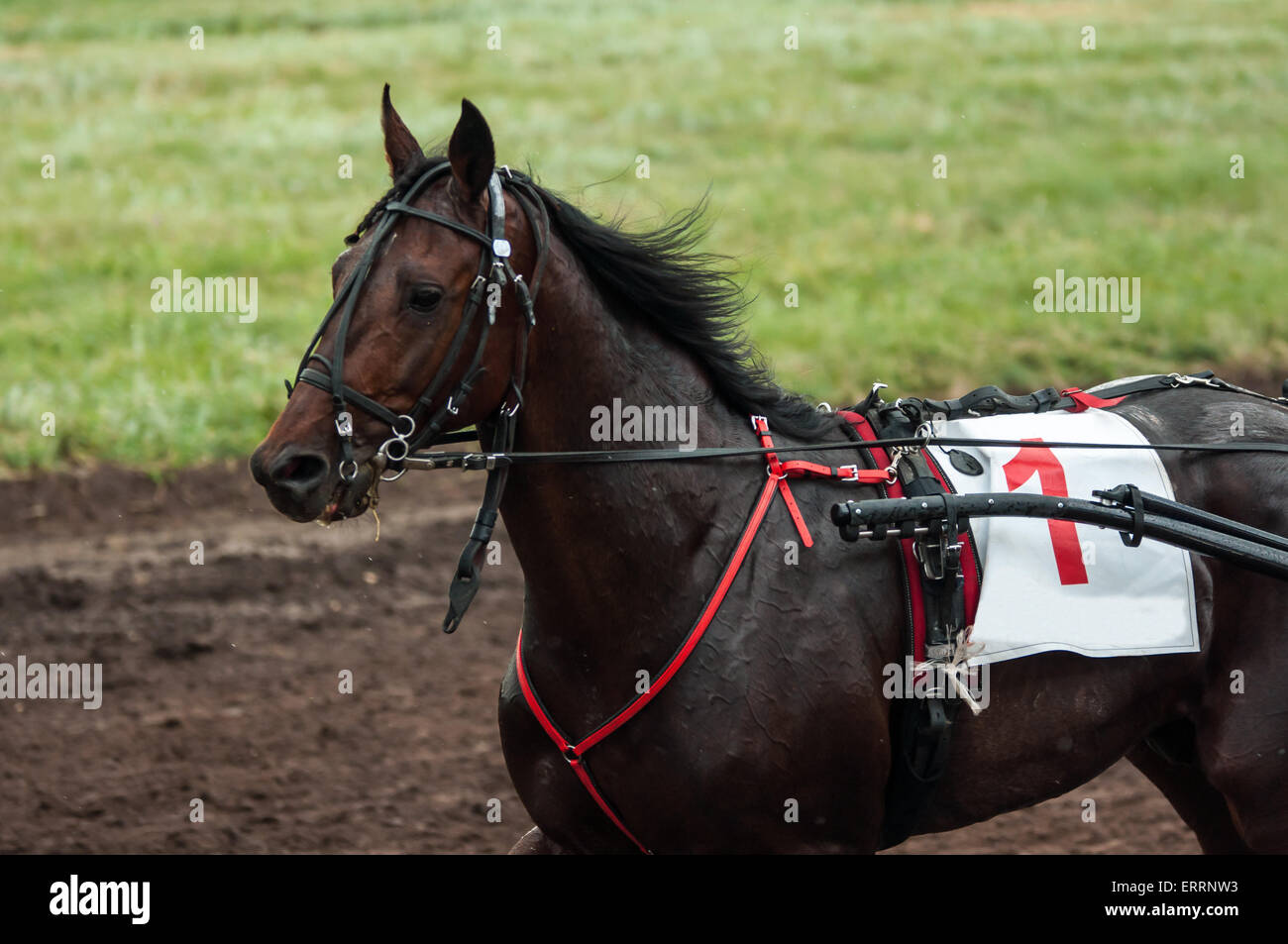 Equine competition arabian speed hi-res stock photography and images ...