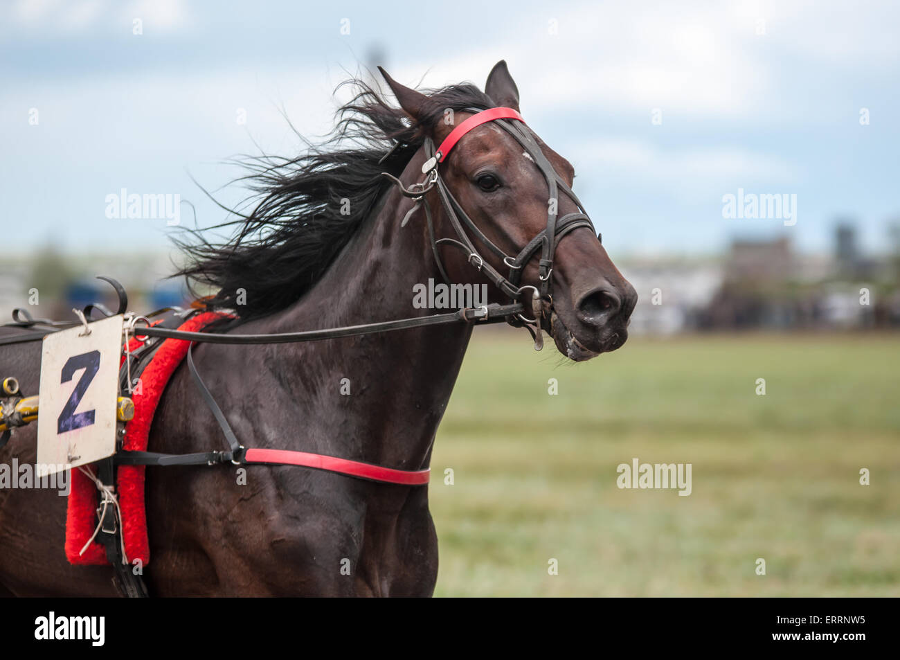 Horse racing is a type of testing horses on playfulness (speed), which ...