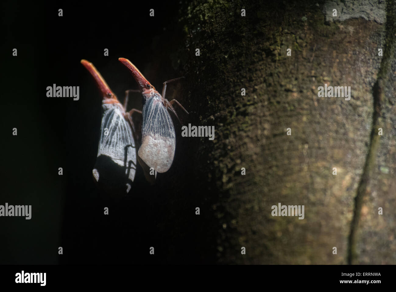 Pyrops sultana sp.­ in Kutai National Park, Indonesia Stock Photo - Alamy
