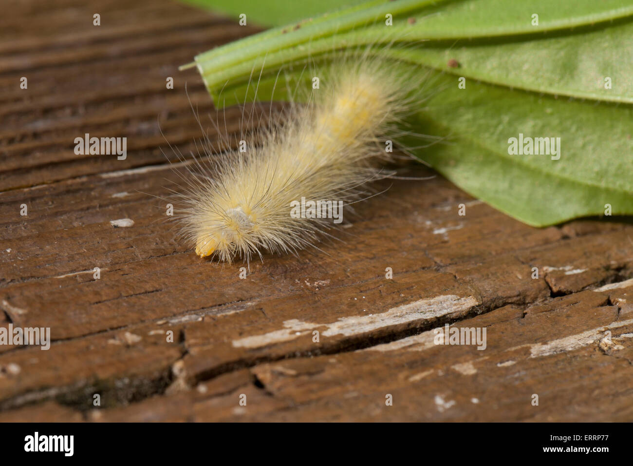 Woolly Moth Caterpillar