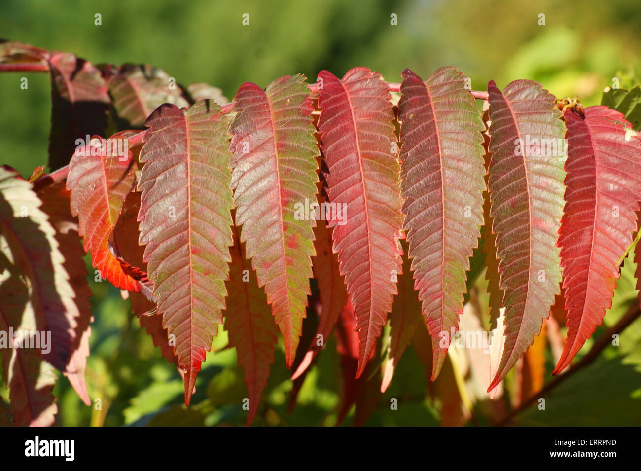 FALL SUMAC LEAVES Stock Photo - Alamy