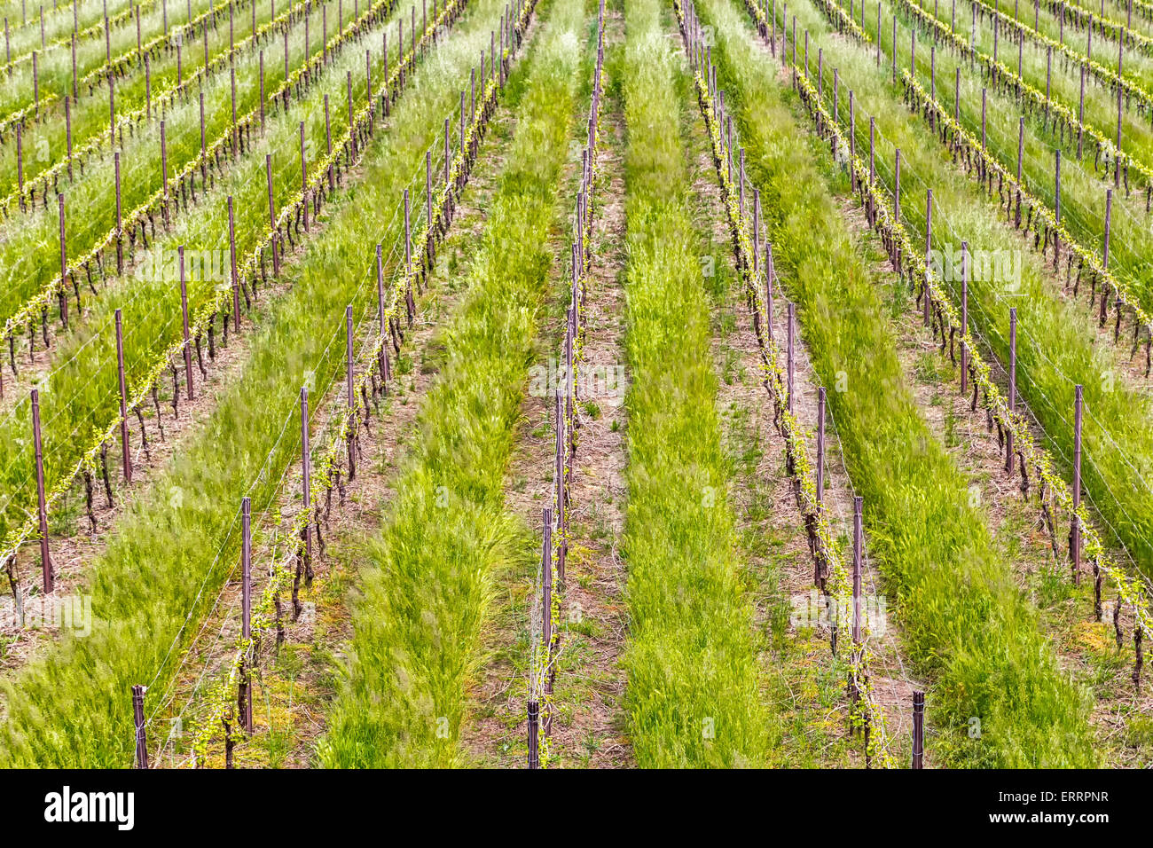 fields of orchards organized into geometric rows according to the ...