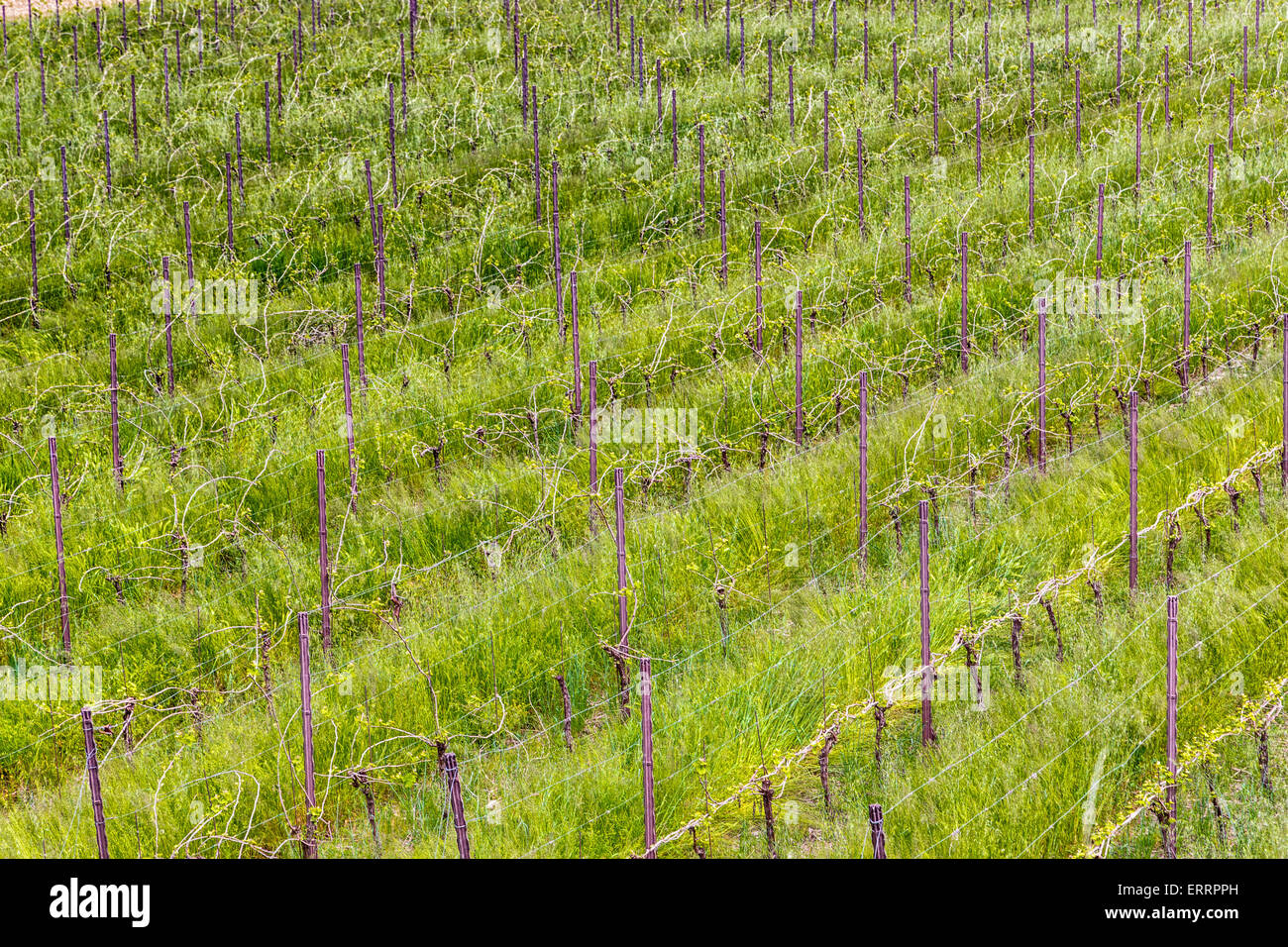 fields of orchards organized into geometric rows according to the ...
