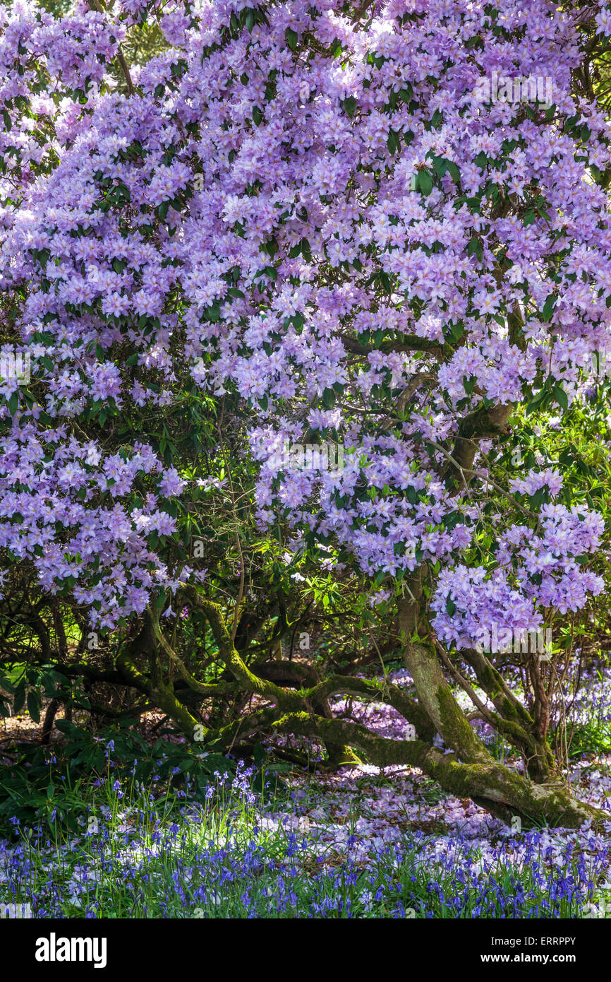 Mauve rhododendron hi-res stock photography and images - Alamy