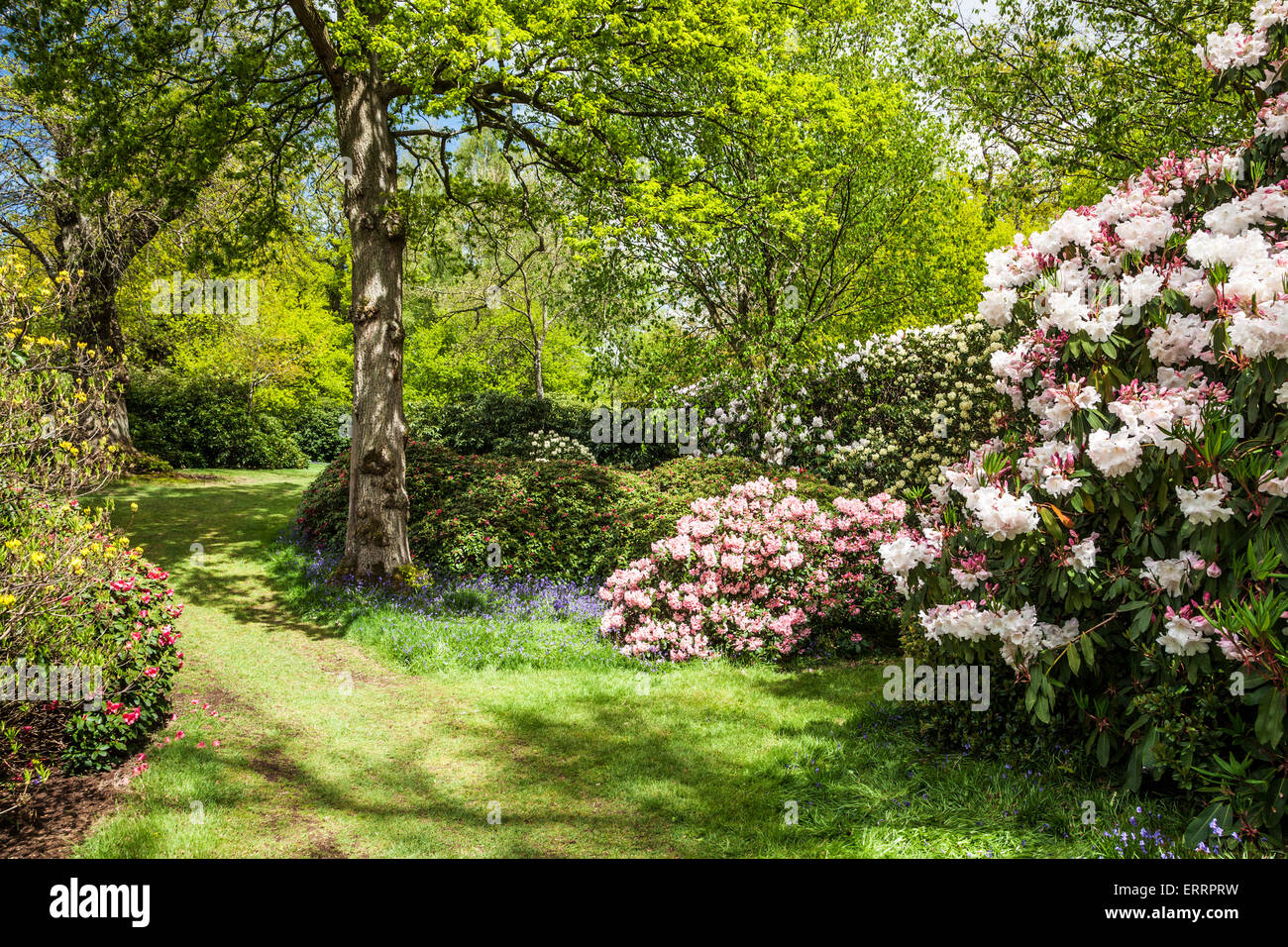 Bush rhododendrons hi-res stock photography and images - Alamy