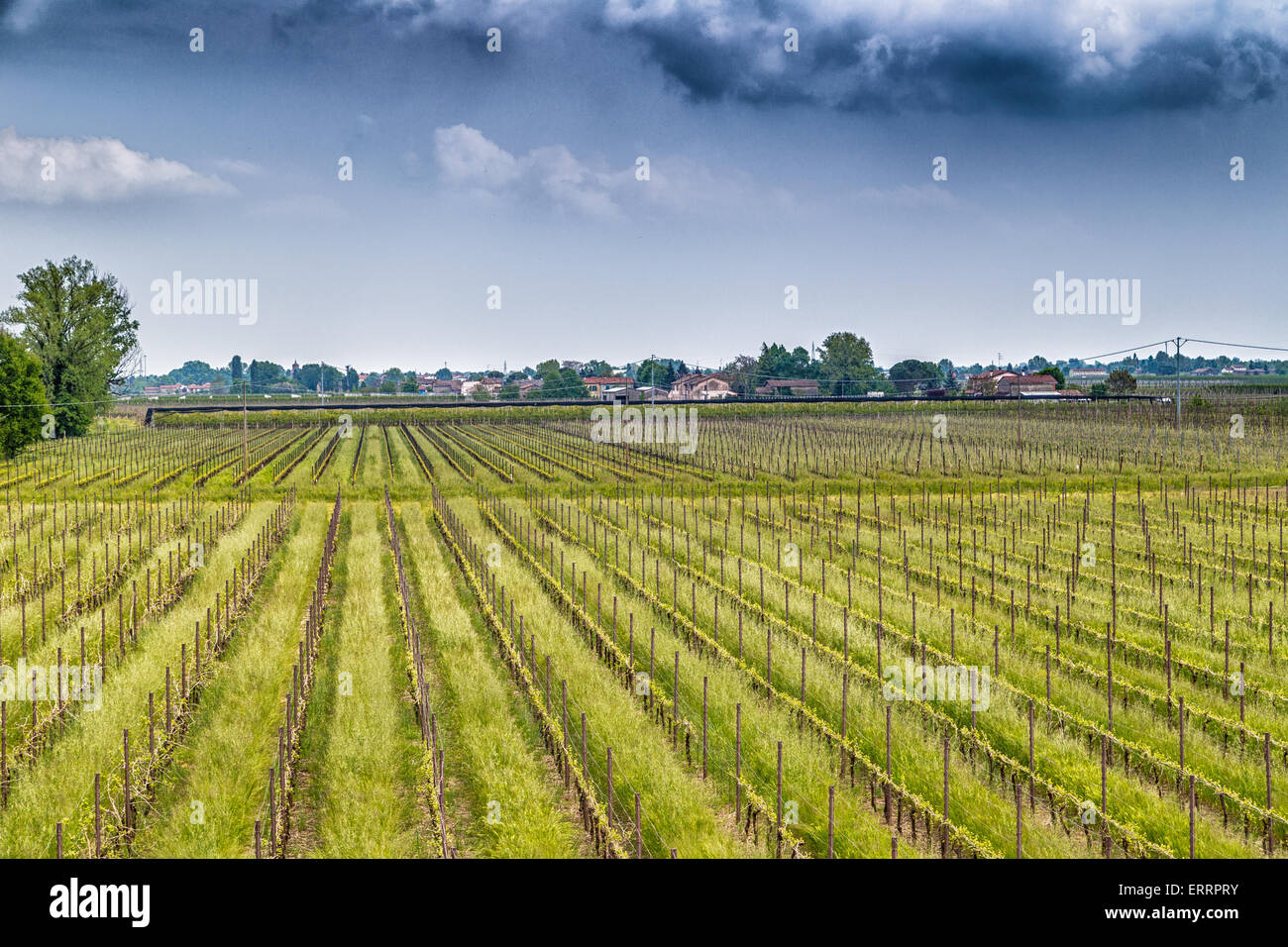 fields of orchards organized into geometric rows according to the ...
