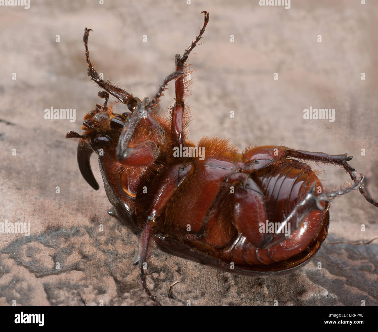 Oryctes Rhinoceros High Resolution Stock Photography and Images - Alamy
