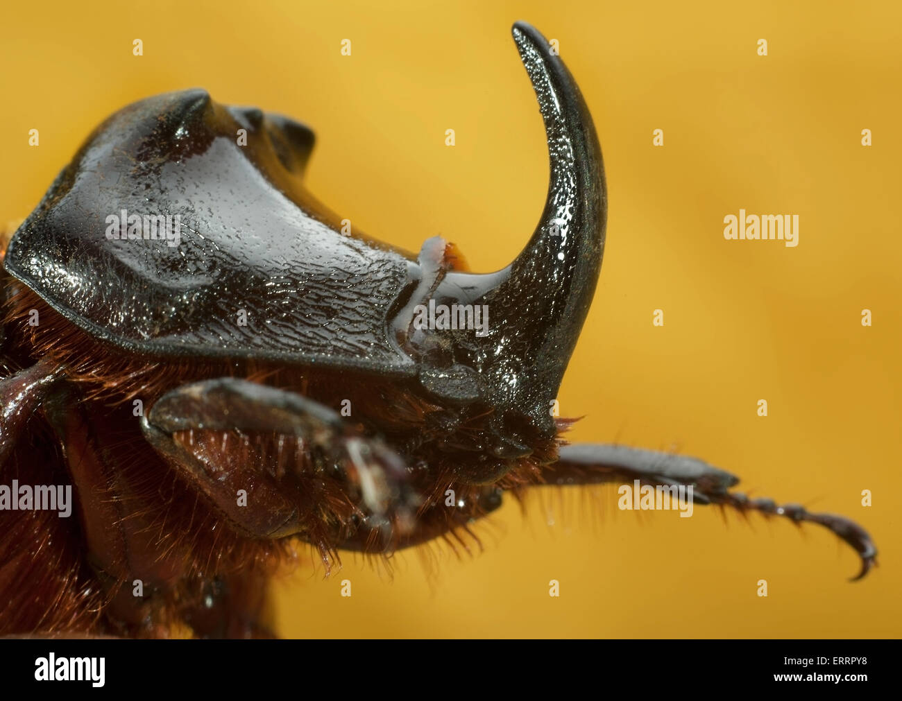 Oryctes Rhinoceros High Resolution Stock Photography and Images - Alamy
