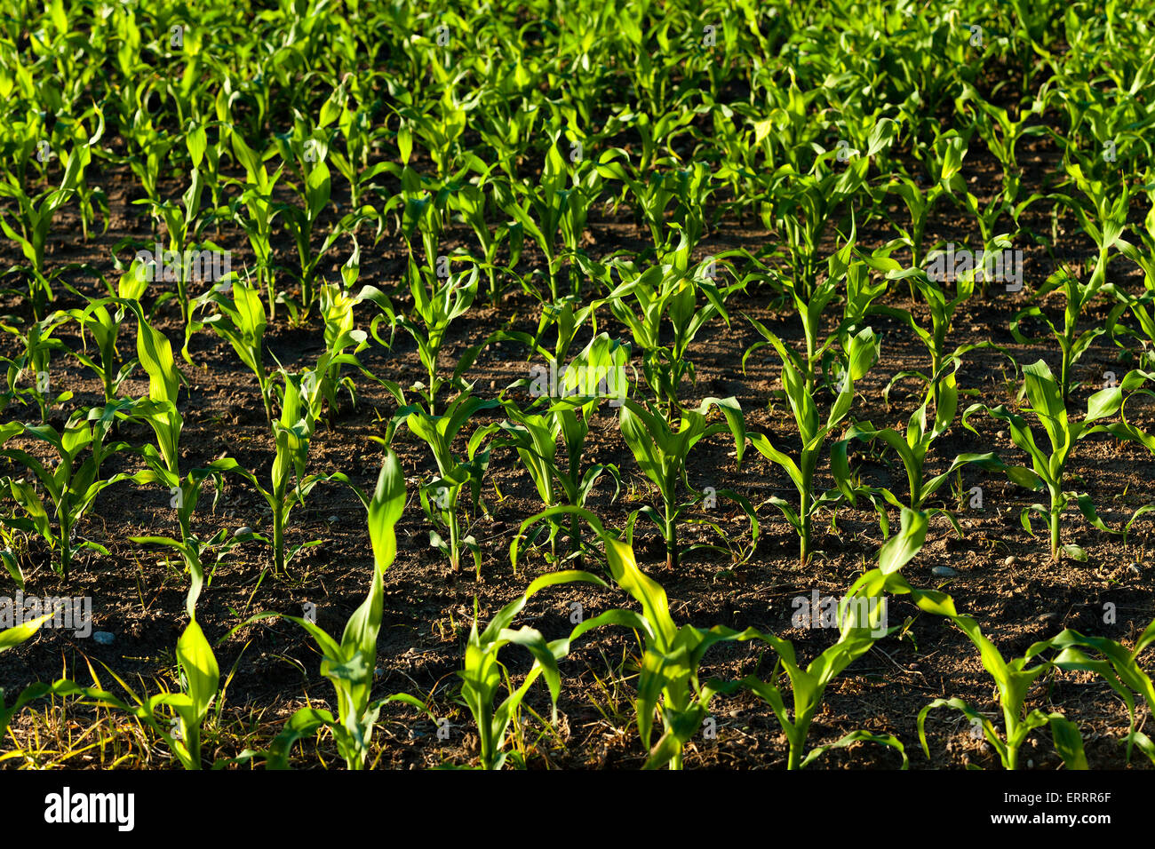 Corn leaf sprouts hi-res stock photography and images - Alamy