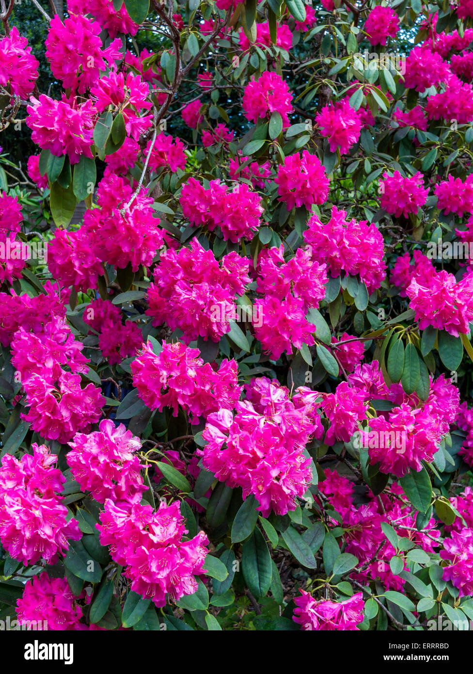 Garden flower close up of a large pink Rhododendron bush Stock Photo ...