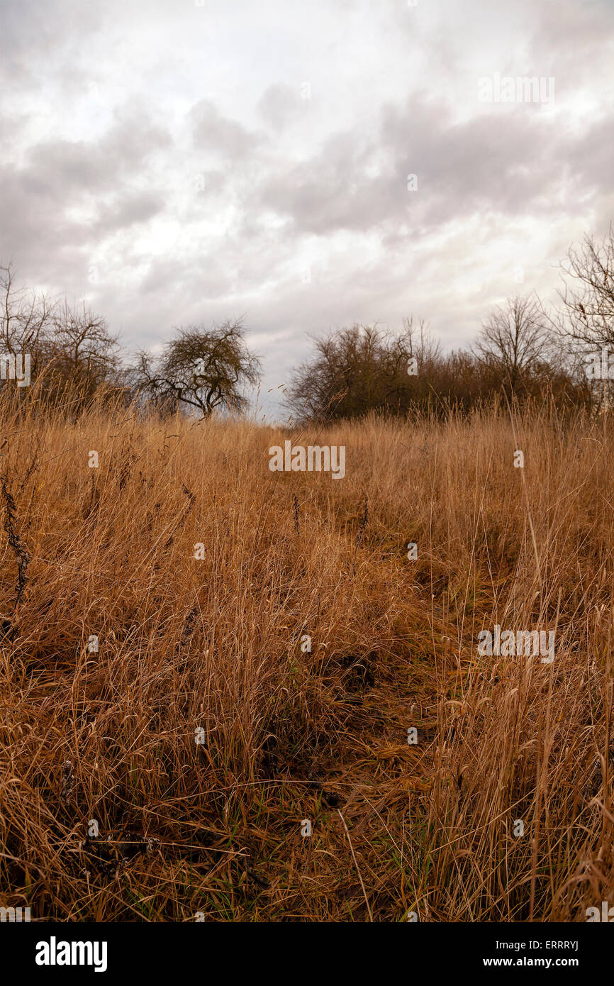 Stem dried high grass hi-res stock photography and images - Alamy