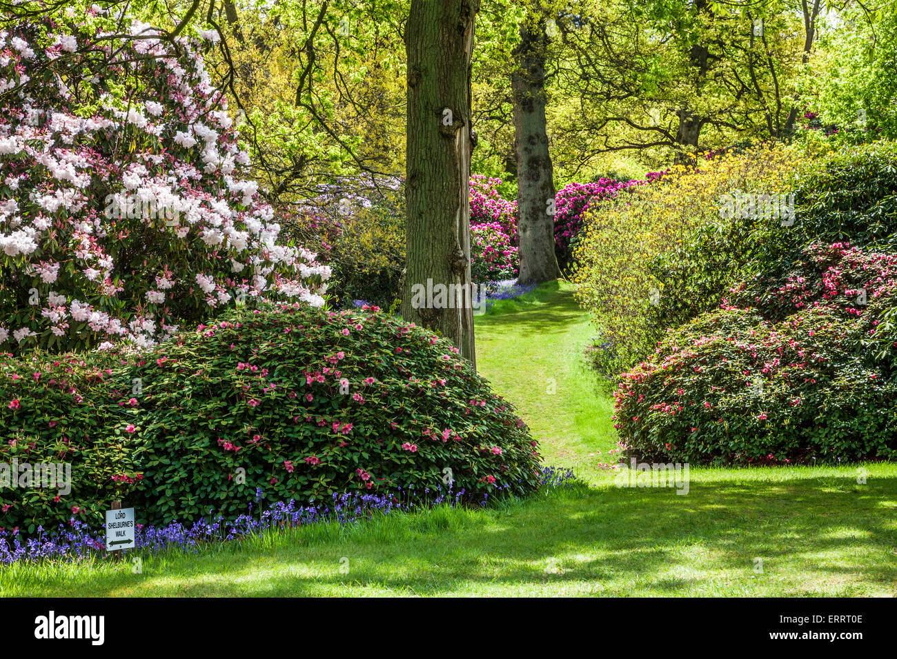 Bowood house rhododendrons hi-res stock photography and images - Alamy