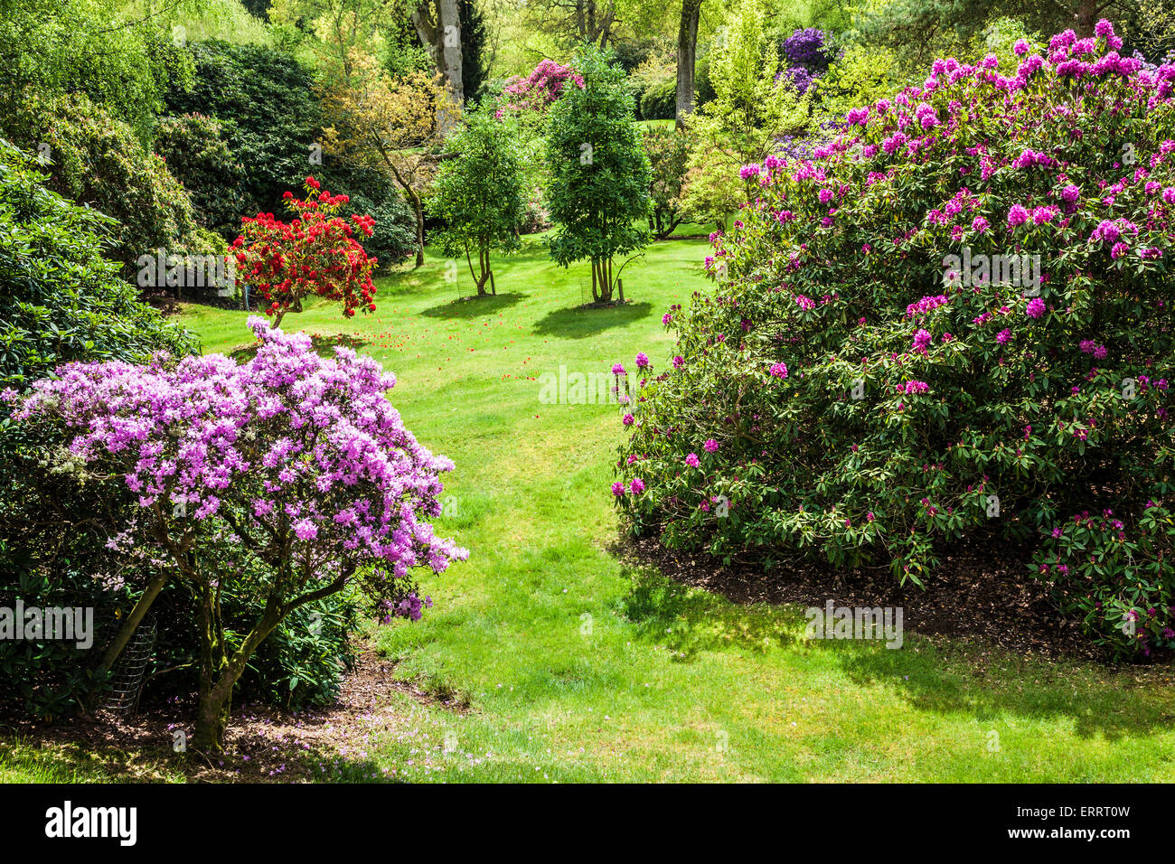 Rhododendrons in the woods of the Bowood Estate in Wiltshire Stock ...