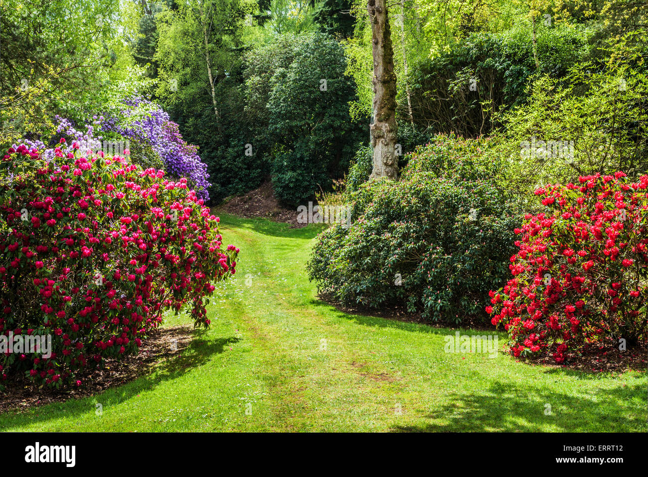 Rhododendrons in the woods of the Bowood Estate in Wiltshire Stock ...