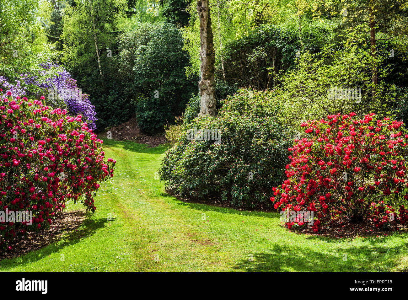 Rhododendrons in the woods of the Bowood Estate in Wiltshire Stock ...