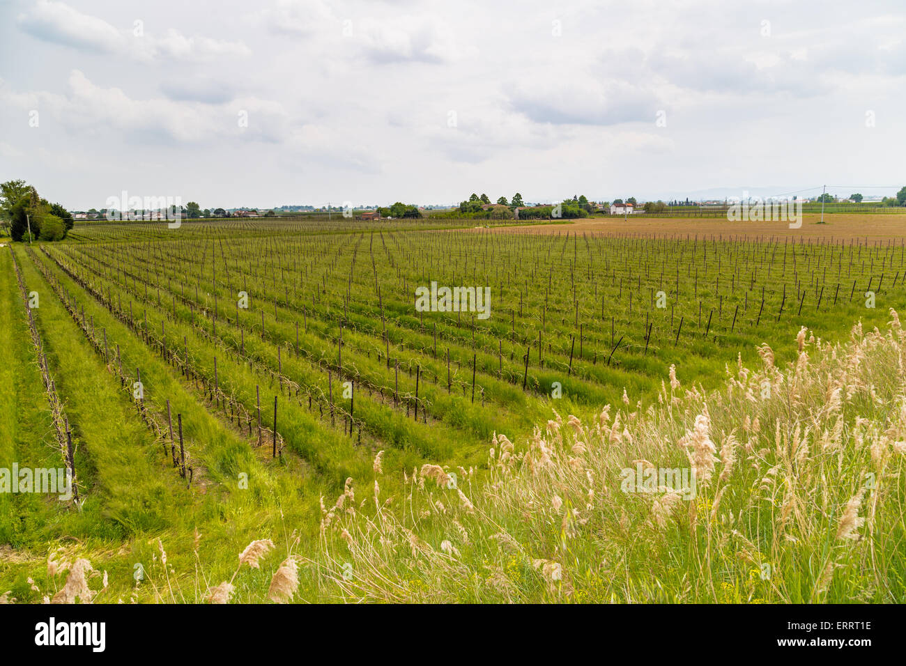 fields of orchards organized into geometric rows according to the ...