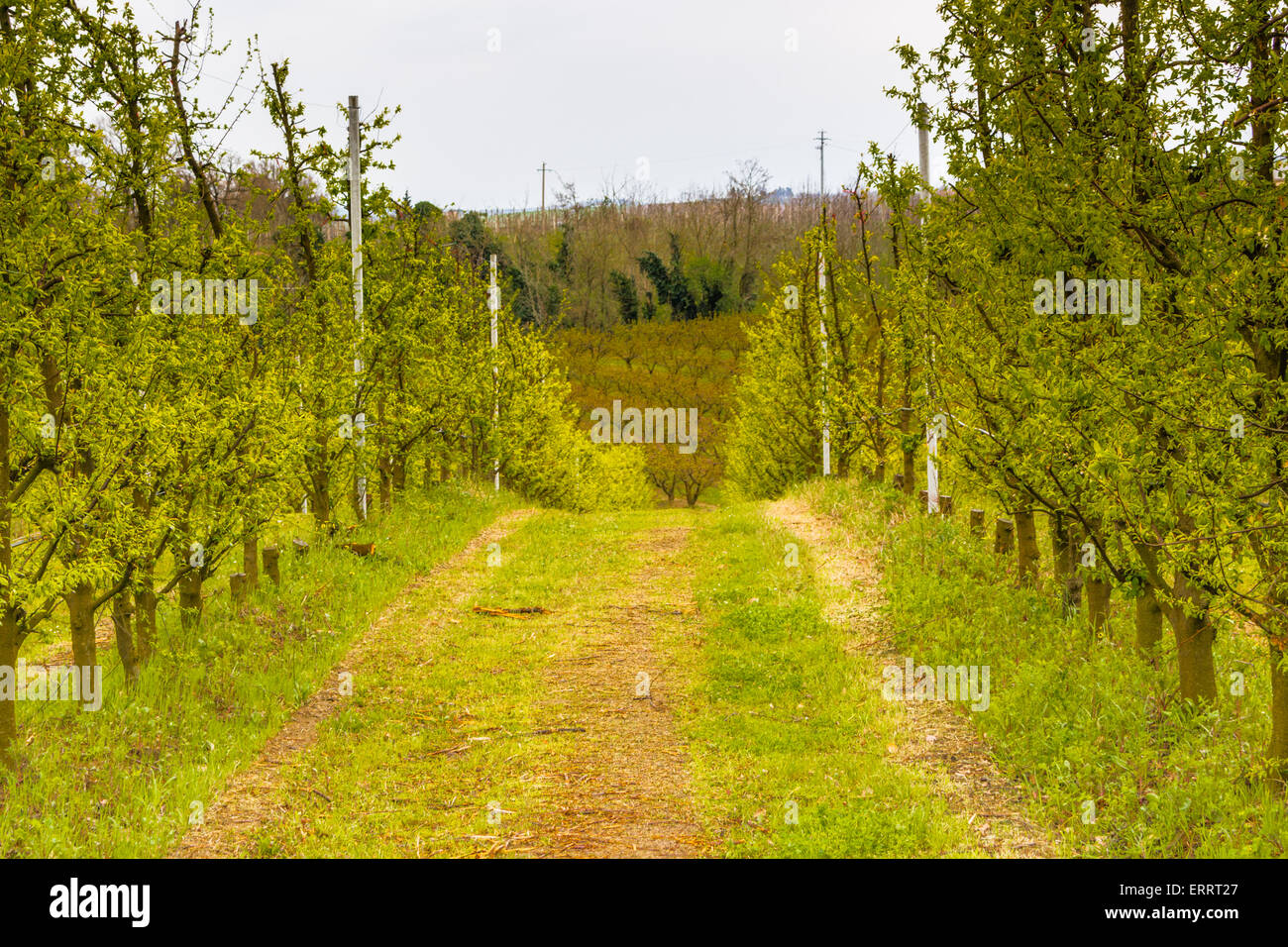 fields of orchards organized into geometric rows according to the ...