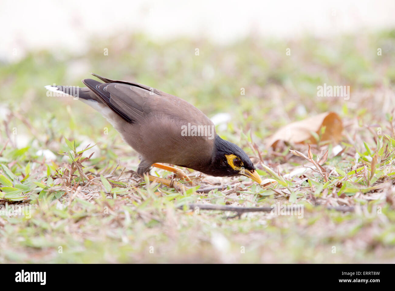 Common Myna, (Acridotheres tristis), feeding, East Coast Park ...