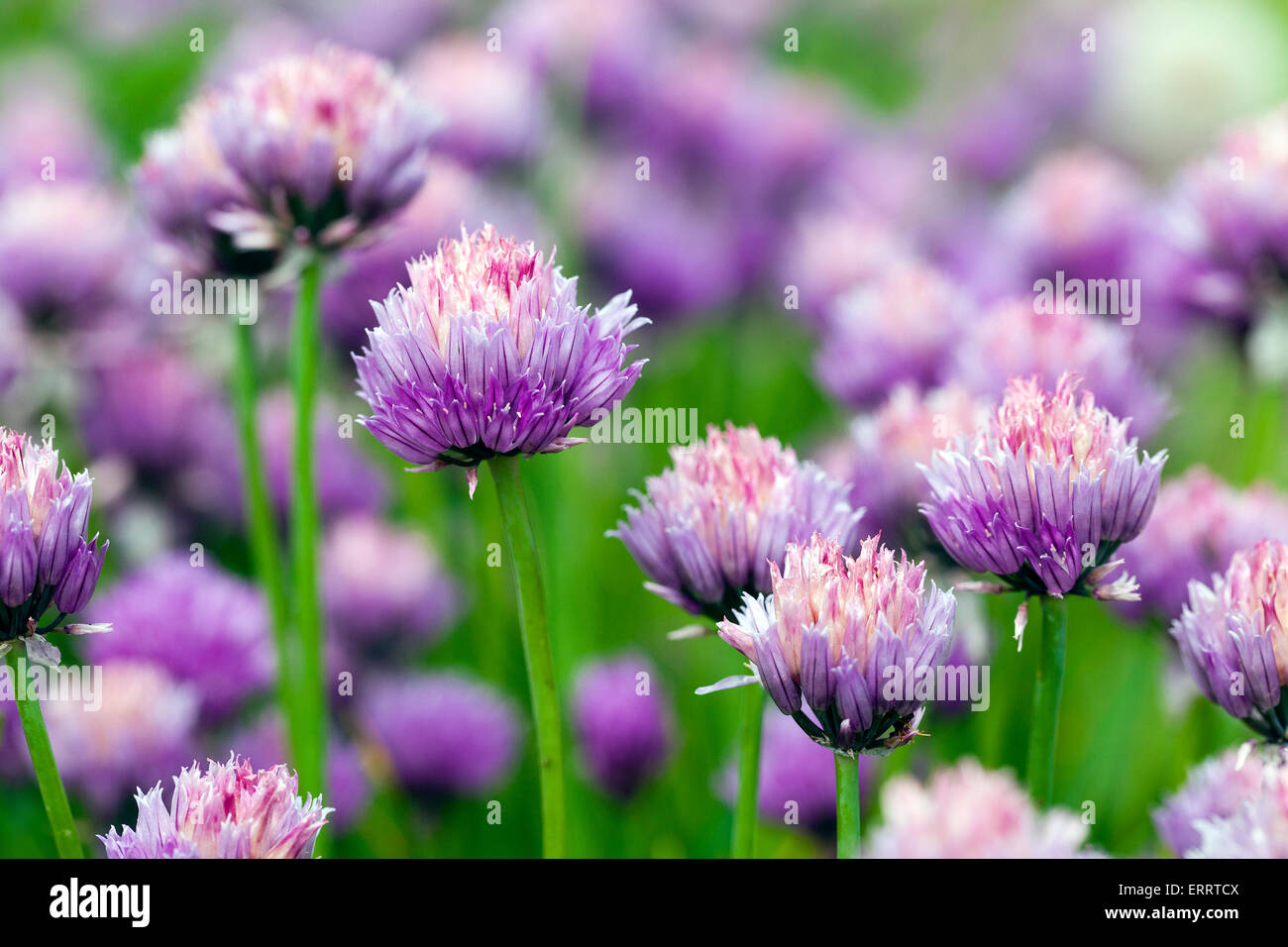 Garlic plant flower hi-res stock photography and images - Alamy