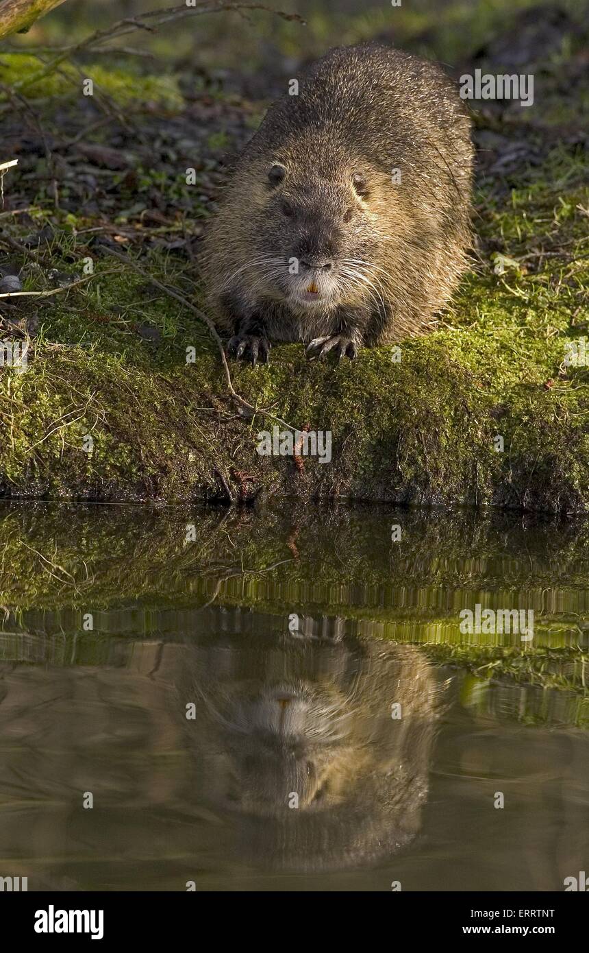 Nutria vertical hi-res stock photography and images - Alamy
