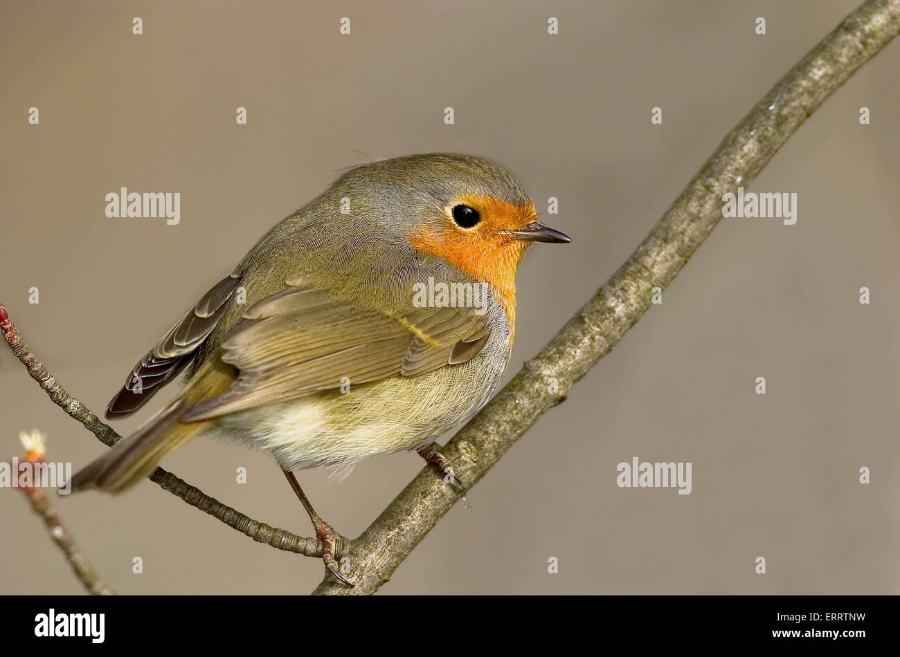 The redbreast hi-res stock photography and images - Alamy