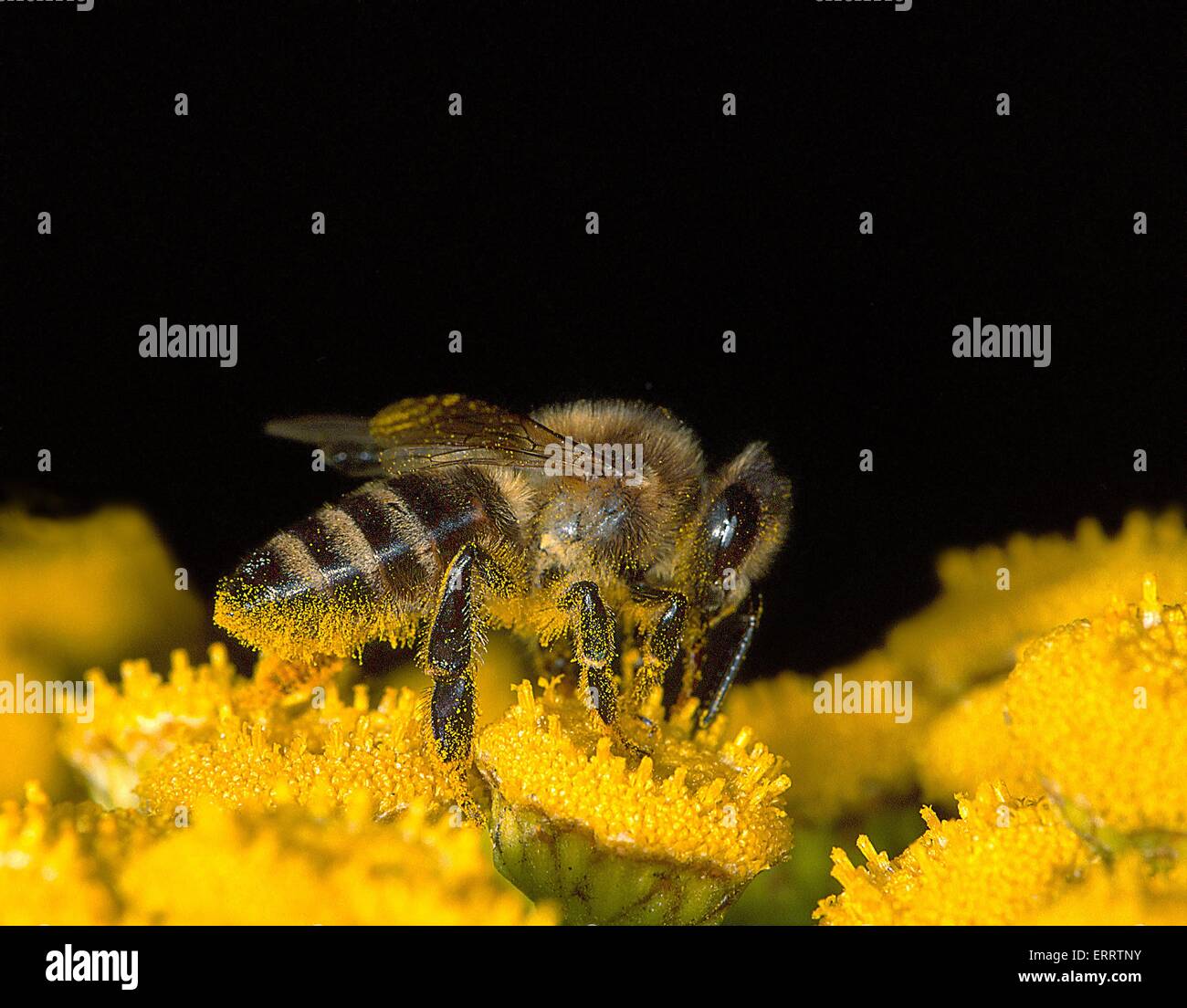 Bee profile hi-res stock photography and images - Alamy