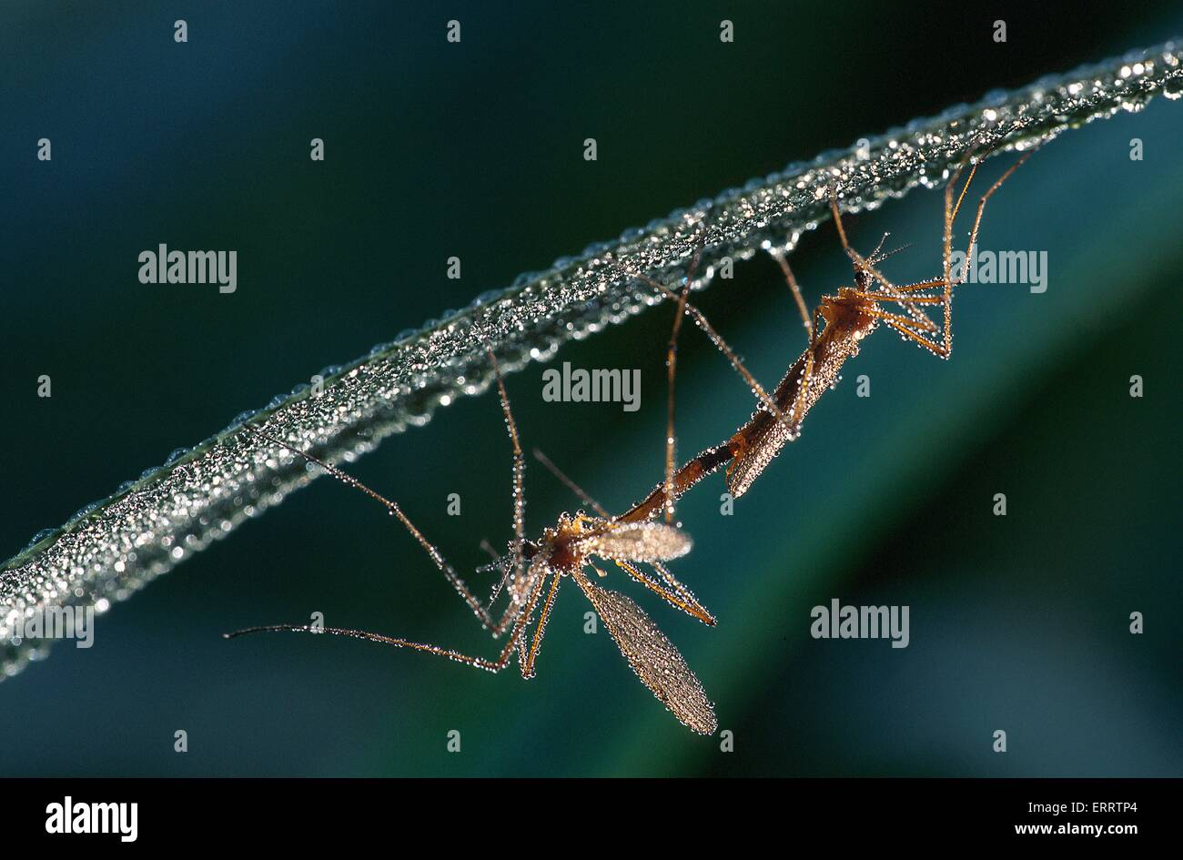 Common gnat hi-res stock photography and images - Alamy