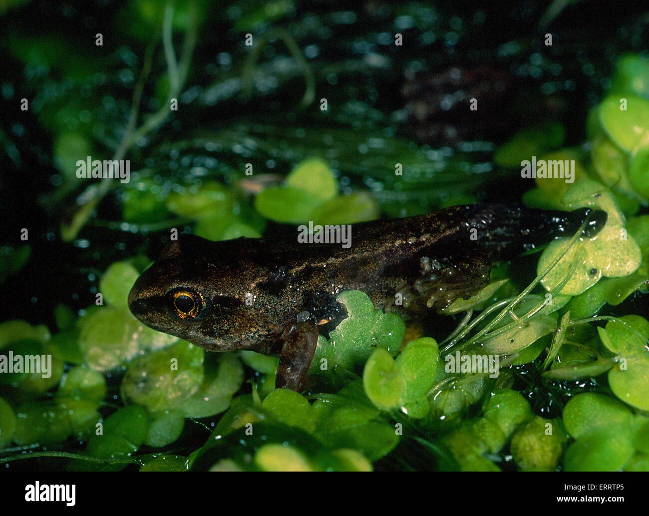 Metamorphosis hi-res stock photography and images - Alamy