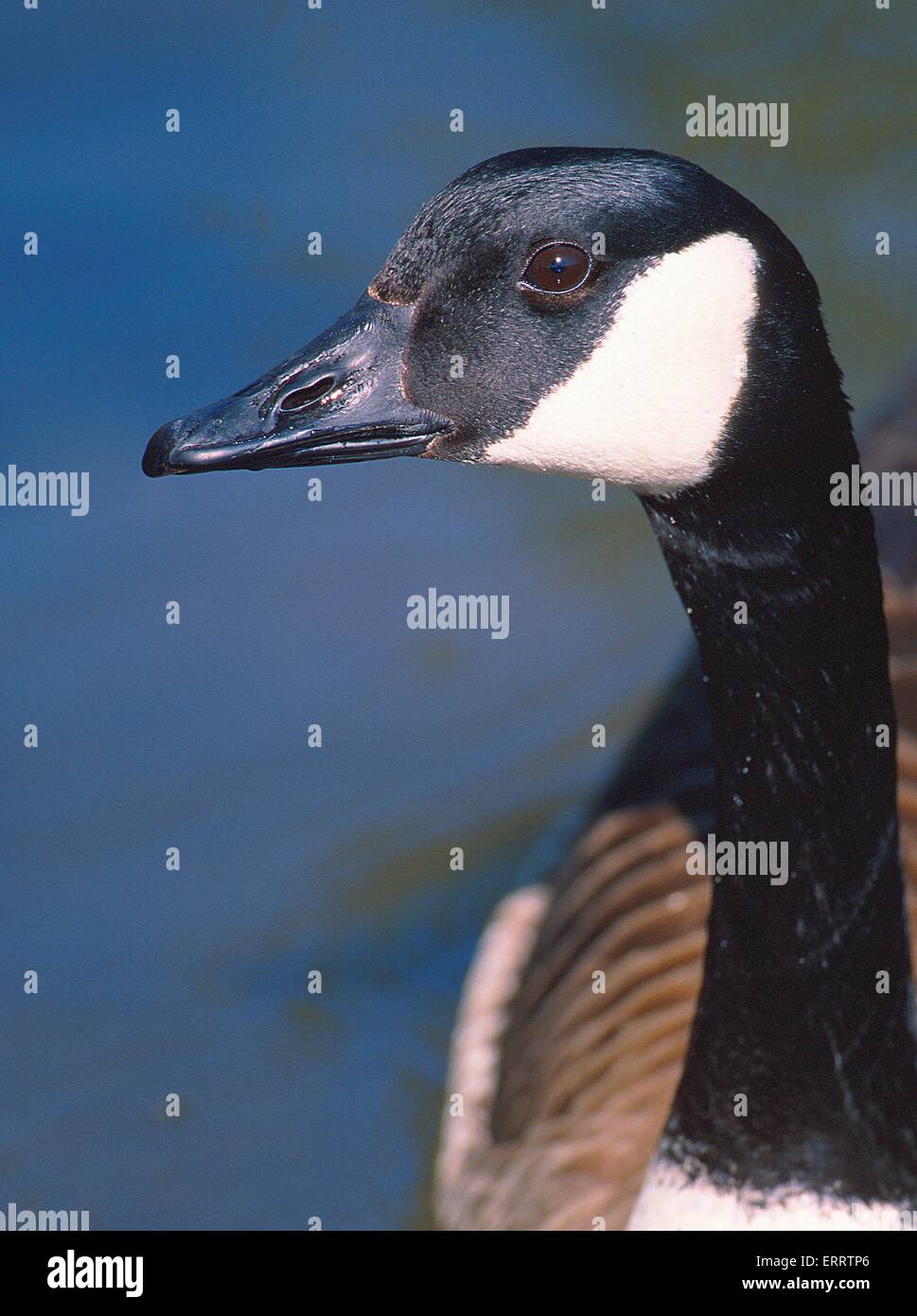 Adult canadian goose hi-res stock photography and images - Alamy