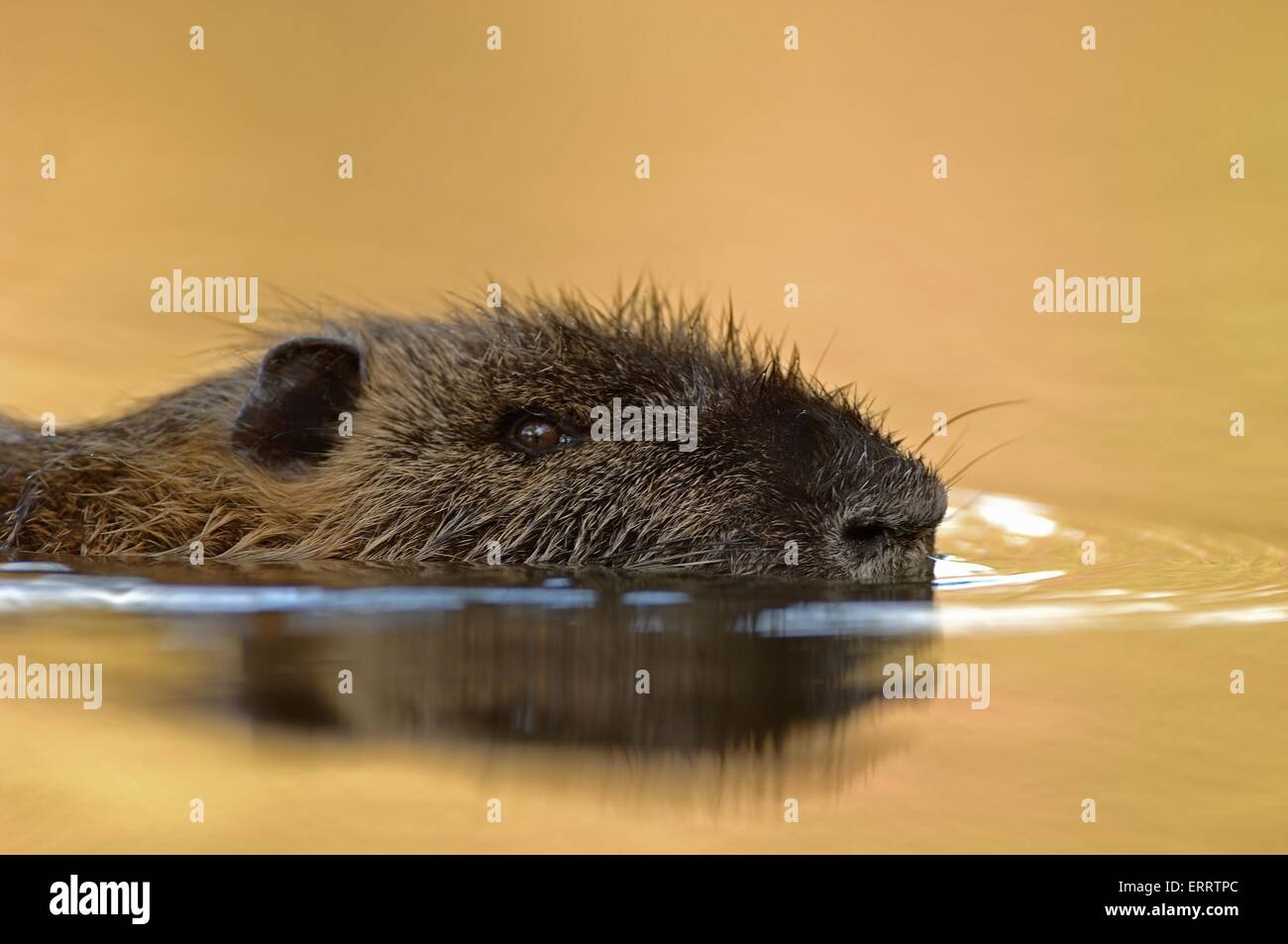 Nutria swimming hi-res stock photography and images - Alamy