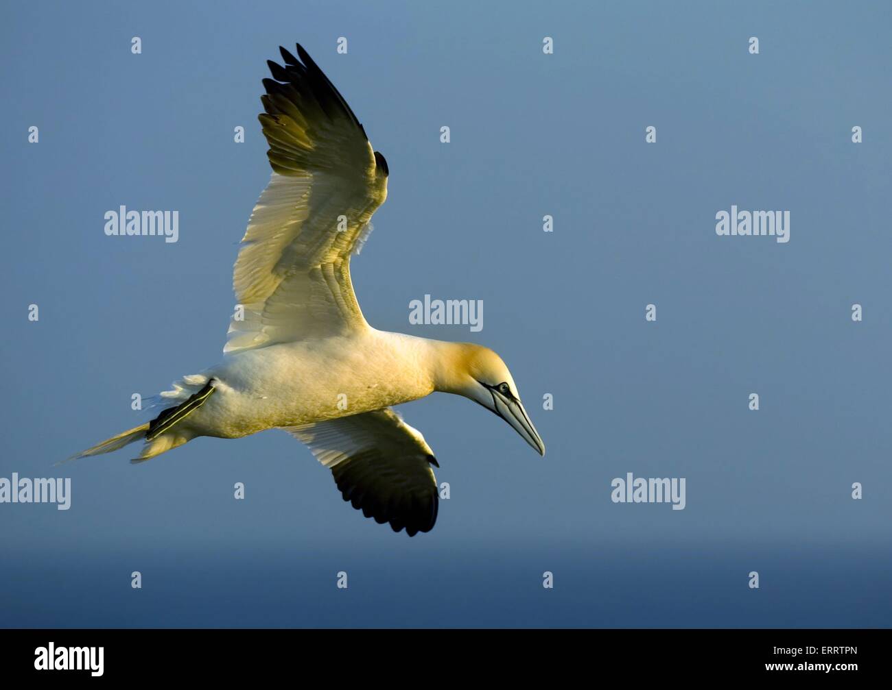 flying northern gannet Stock Photo - Alamy