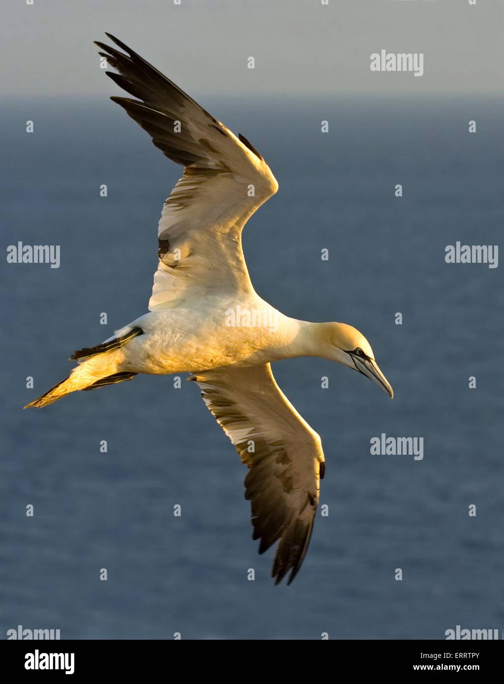 flying northern gannet Stock Photo - Alamy