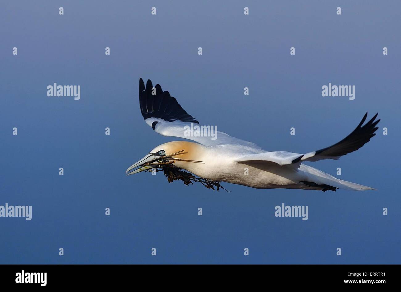Gannet flying with nest material hi-res stock photography and images ...