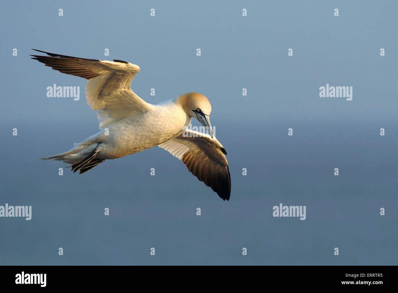 flying northern gannet Stock Photo - Alamy