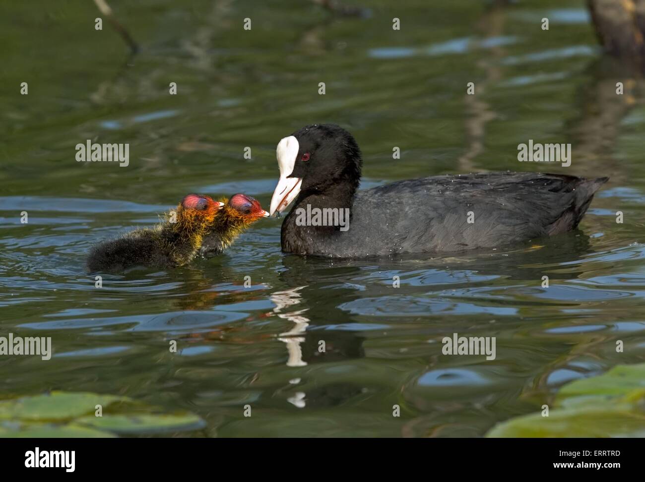 Black coot chicken hi-res stock photography and images - Alamy